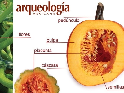 Propiedades medicinales del chile | Arqueología Mexicana